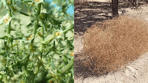 Ten Invasive Plants To Watch Out For In Southern California Treepeople