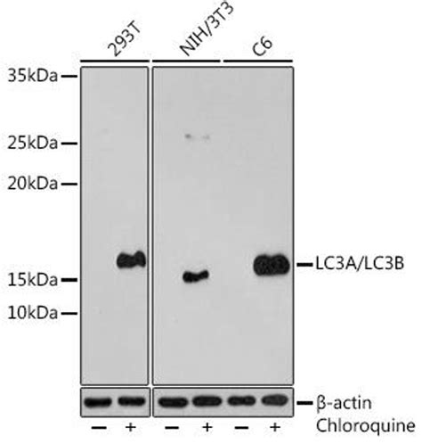 Lc3a Lc3b Antibody Cab5618