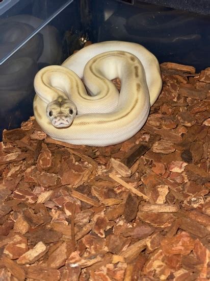 Hypo Patternless Het Albino Het Gulf Coast Caramel 50 Het Granite