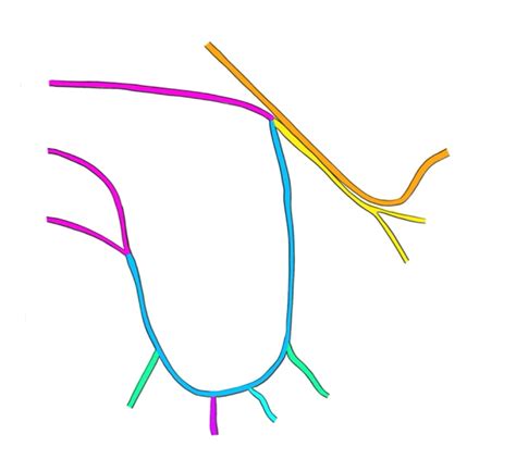 Ansa Cervicalis Diagram Quizlet