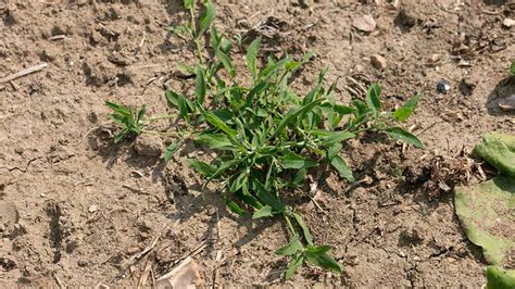 Are Growers Paying Too Much For Sugar Beet Weed Control Farmers Weekly