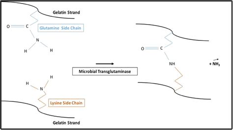 Representation Of The Iso Peptide Bond Formation Resulting From The