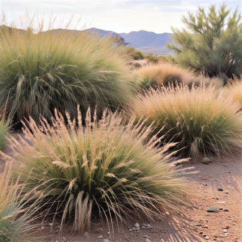 25 Desert Landscaping Ideas For A Stunning Yard