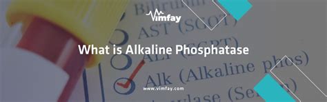 Everything About Alkaline Phosphatase