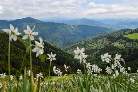 botosani centrul vechi silviu foca