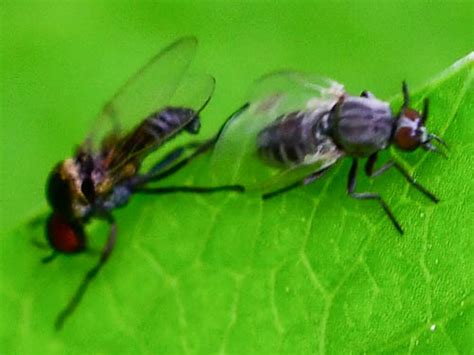 Simuliidae Black Flies Bugguidenet