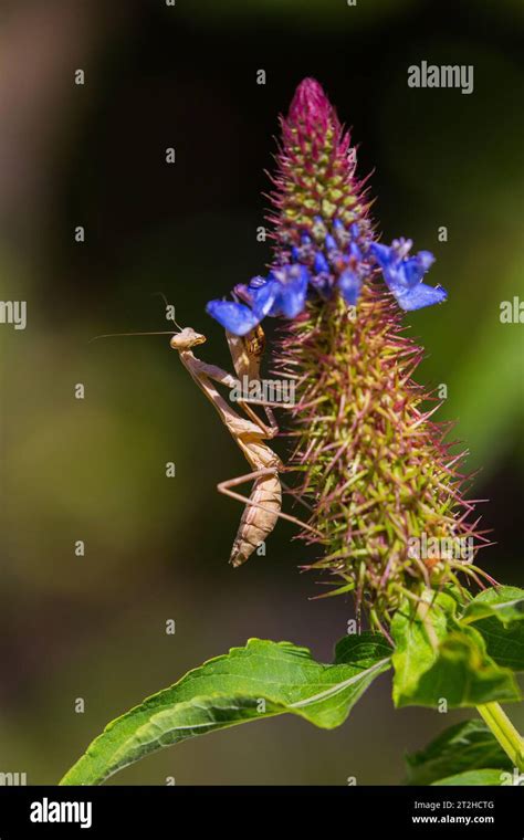 Praying Mantis On A Blue Witches Hat Plant Pycnostachys Urticifolia