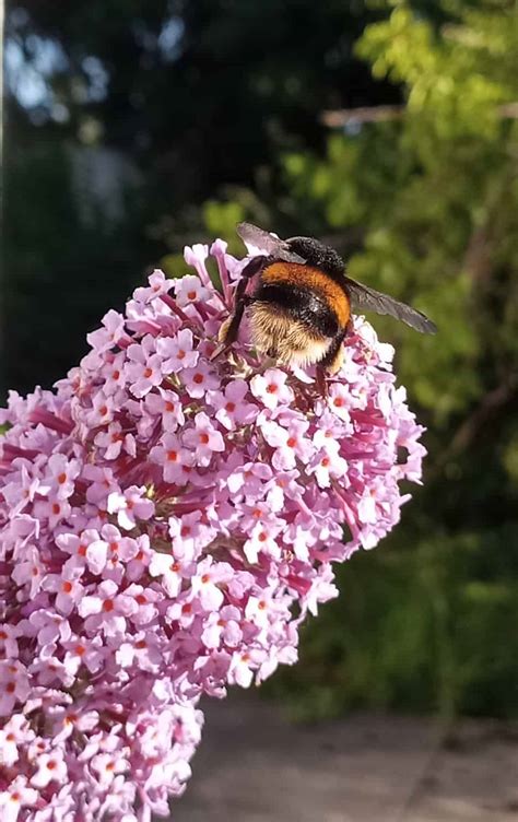 Bombus Terrestris The Buff Tailed Bumblebee Veon