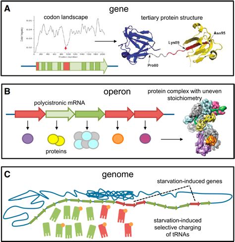 El Sesgo De Codones Entre Organismos La Ciencia De La Mula Francis