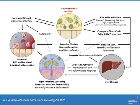 A Story Of Liver And Gut Microbes How Does The Intestinal Flora Affect