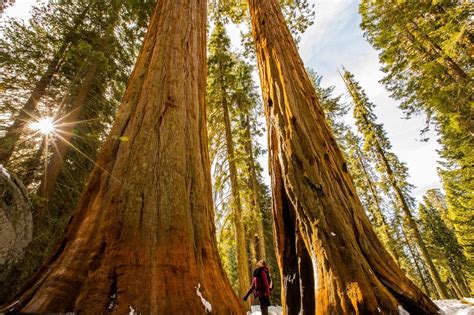 Going Solo In Sequoia National Park Save The Redwoods League