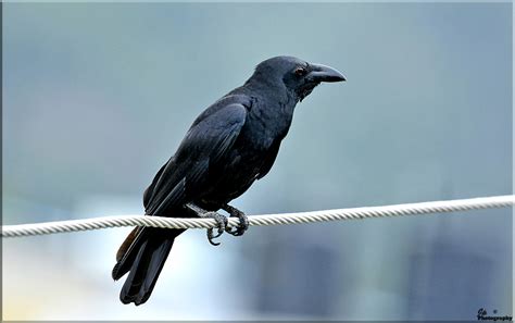 Indian Jungle Crow Birdforum