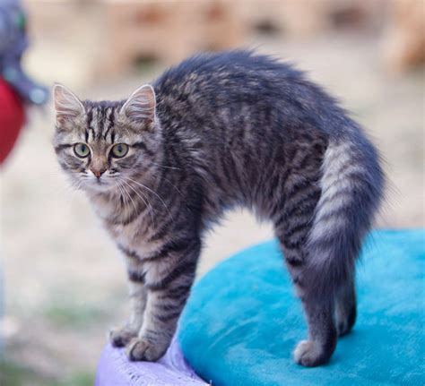 All About Feline Hyperesthesia Syndrome Fhs In Cats