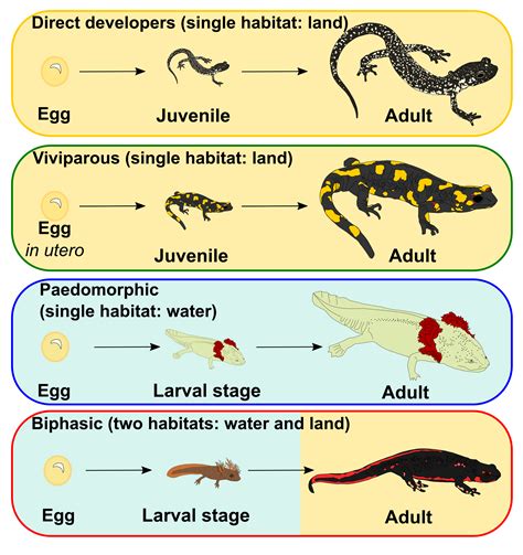 Metamorphosis As A Driver Of Morphological Diversity In Salamanders