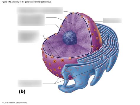 Anatomy Chapter 3 Diagram Quizlet