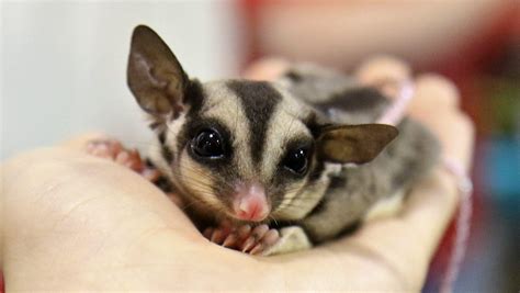Sugar Glider Size How Big Are Sugar Gliders Sugar Glider Length