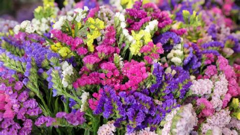 35 Best Cutting Flowers To Start Indoors For A Long Lasting Bouquet Garden