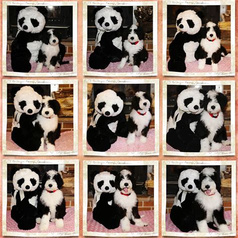 Sheepadoodle Panda From 8 To 16 Weeks
