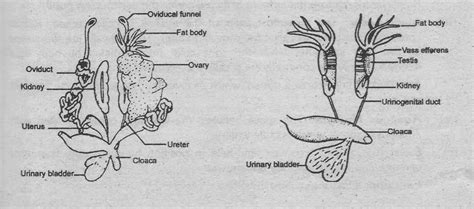 Male Reproductive System Of Frog Diagram Testis Frogs Sertol