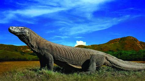 Comodo Dragon Wallpapers Wallpaper Cave