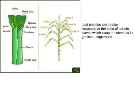 Ppt Plant Morphology Plant Organs Powerpoint Presentation Free
