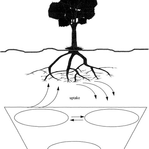 Alyssum Bertolonii A Hyperaccumulator Of Nickel Containing 1 Of This Download Scientific