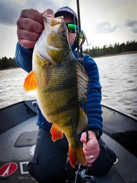 Rapala Rippin Rap Yellow Perch Baitsrus