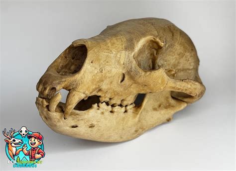 Realistic Black Bear Skull Replica 3d Printed Anatomical Model Etsy