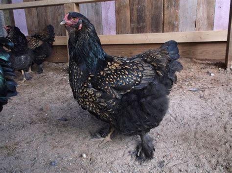 Is This A Gold Laced Buff Brahma Page 2 Backyard Chickens Learn