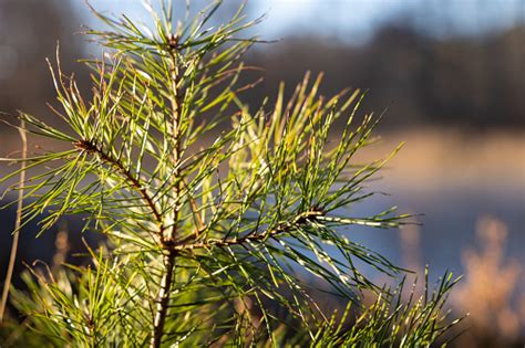 Tunas Pine Muda Yang Terfokus Lembut Pinus Sylvestris Pinus Nigra