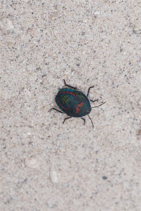 Whats This Iridescent Bug Found In The Dunes Near Eucla Nullarbor Plain Western Australia