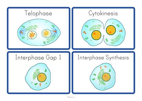 Stages Of Mitosis Flashcardspdf