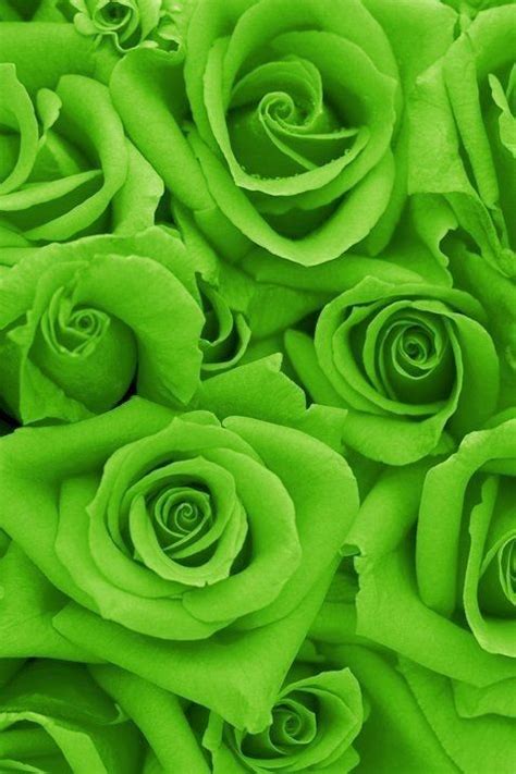 Green Roses Close Up View Flores Ornamentales Imágenes Alegres