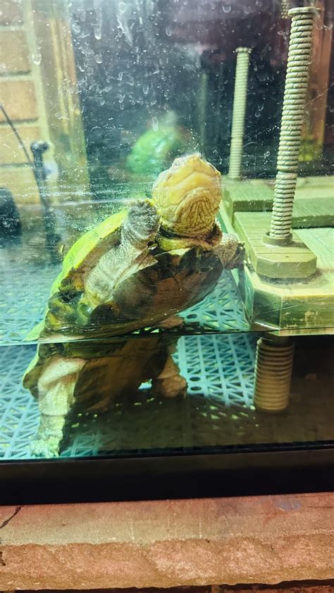 Turtle Id Request Rturtle