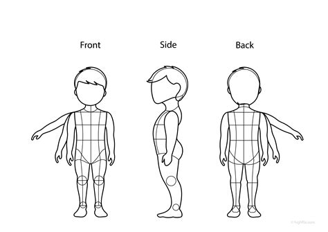 Circulatory System Outline Pdf Highfile