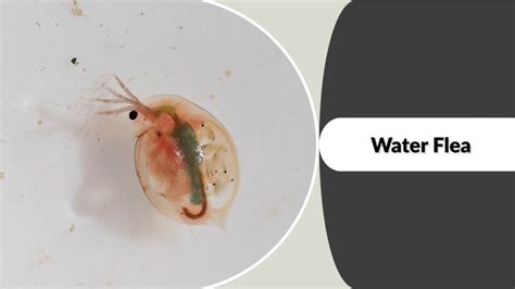 13 Types Of Common Water Bugs Identification With Pictures