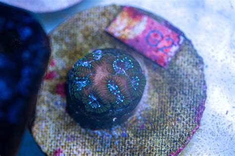 Rescue To Reef — The Reef Institute