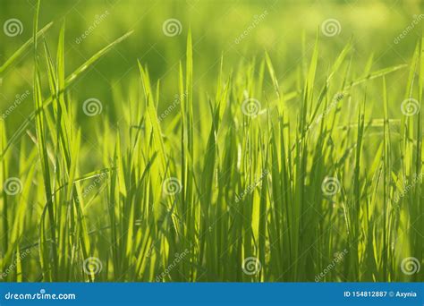 Grass In Sunlight Closeup Green Nature Background Stock Image Image Of Sunlight Nature