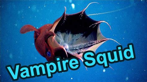 Vampire Squid Phláinéid An Domhain