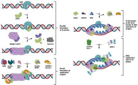 Starting Dna Synthesis Initiation Processes During The Replication Of