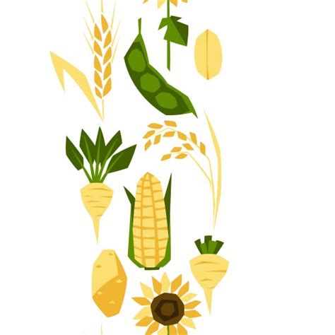 Seamless Pattern With Wheat Agricultural Image Vector Image