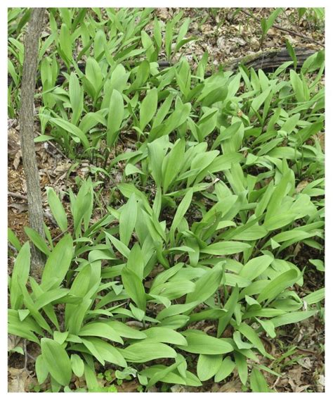 10 Edible Spring Weeds Artofit