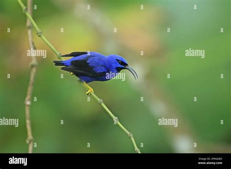 Purple Honeycreeper Cyanerpes Caeruleus Purple Honeycreeper Purple