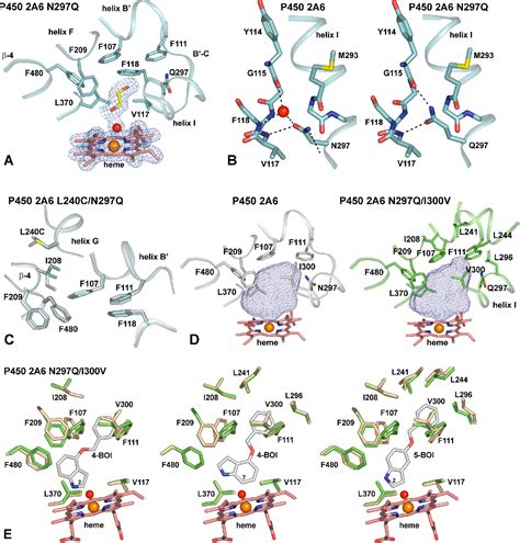Figure 1 From Structural Insight Into The Altered Substrate Specificity