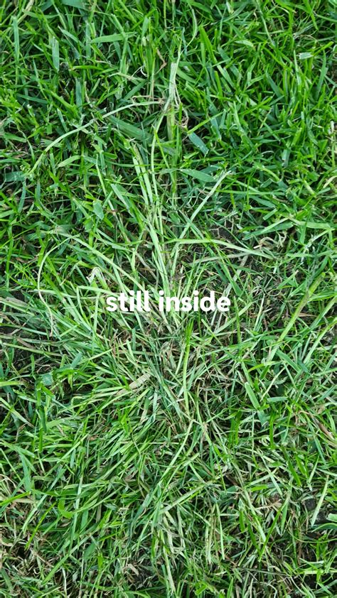 Help Identifying Weeds Rlawncare