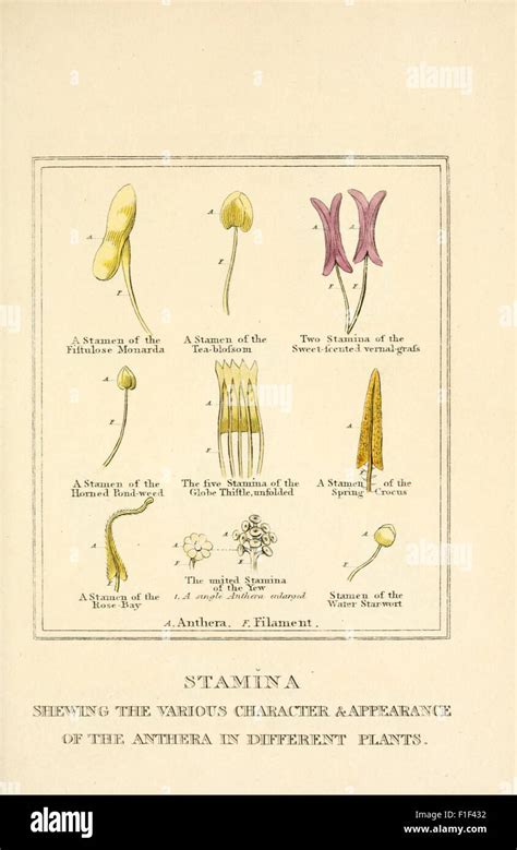 Elements Of The Science Of Botany Offers A Detailed Overview Of Plant