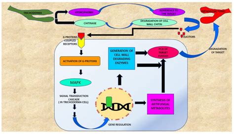 Trichoderma The “secrets” Of A Multitalented Biocontrol Agent