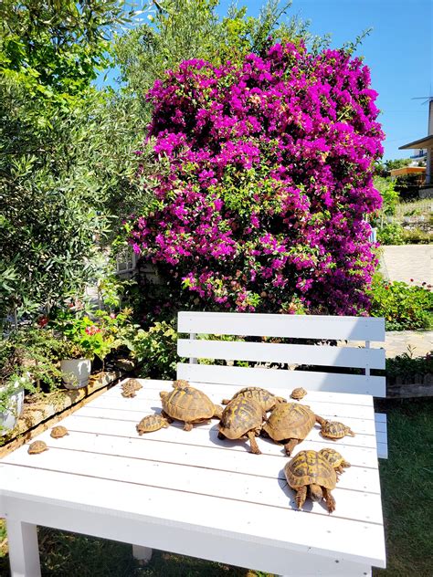 Vila August Ksamil Home