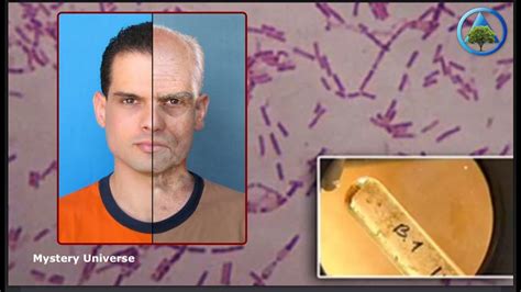 Bacillus F Bacteriais Key To Eternal Life Foundrussian Scientist