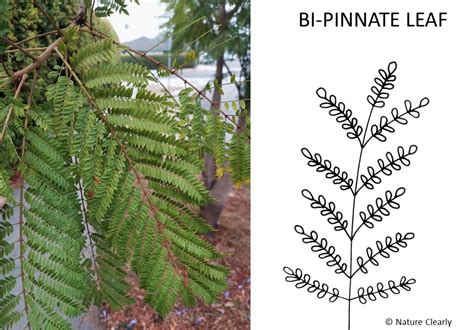 How To Recognize Compound Leaves Nature Clearly